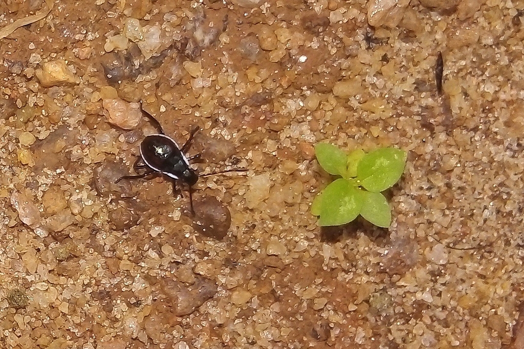 Predatory Stink Bugs from Kirindiwela, Sri Lanka on January 6, 2024 at ...
