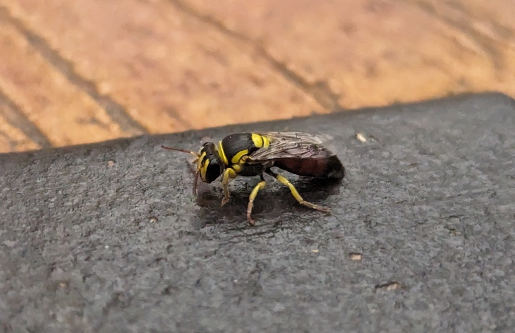 Elegant Masked Bee from Glen Waverley VIC 3150, Australia on January 6 ...