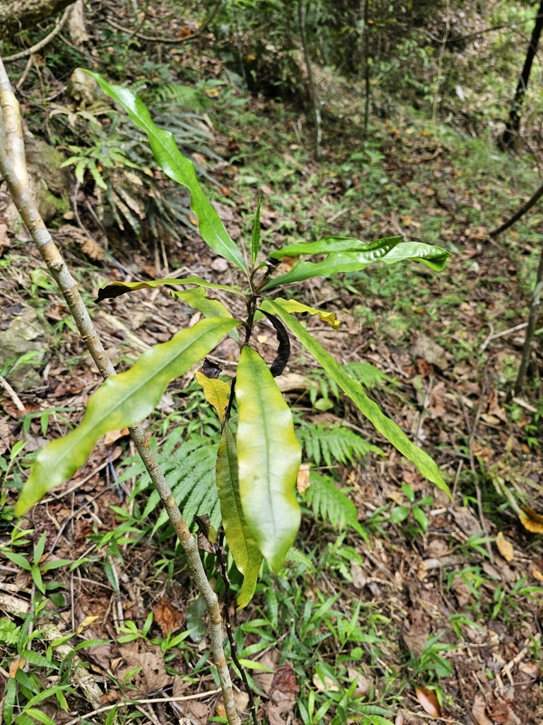 small bolwarra from Upper Coomera QLD 4209, Australia on January 5 ...