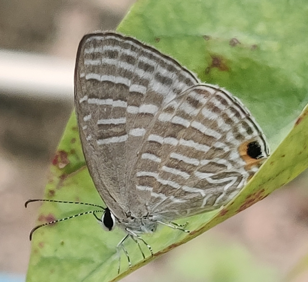 Common Cerulean from QP9Q+V42, Saptur, Tamil Nadu 625705, India on ...