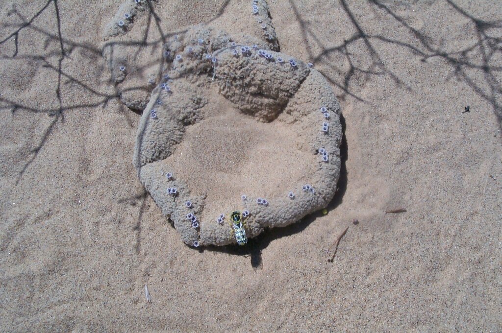 Sand Food in May 2001 by Tyler Grant. Somewhere in the Algodones Dunes ...