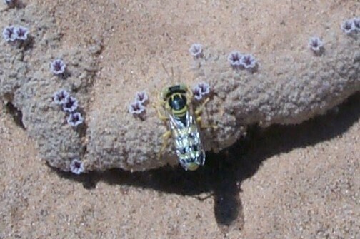 Sand Wasps from Imperial County, CA, USA on May 31, 2001 at 06:35 AM by ...