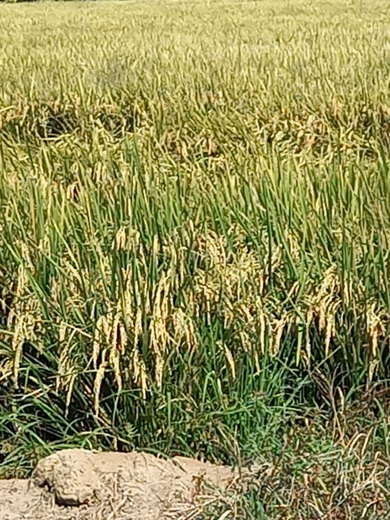 Asian Rice from Guamo, CO-TO, CO on January 5, 2024 at 02:15 PM by ...