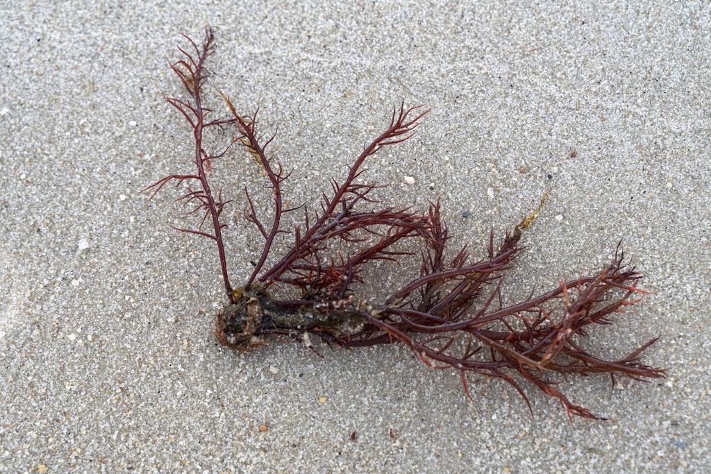 Agardh's red weed from Robert Moses State Park, Babylon, NY, US on ...