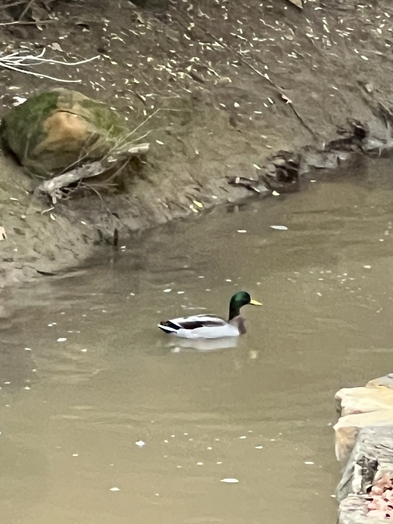 Mallard in January 2024 by tadamcochran · iNaturalist