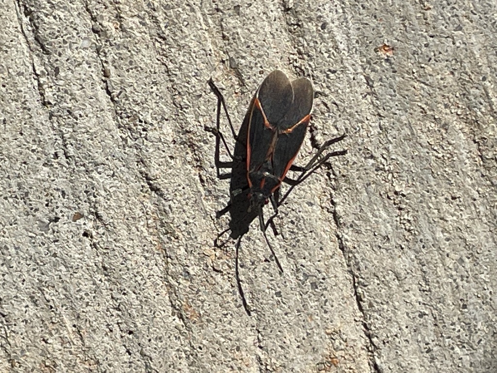 Eastern Boxelder Bug from The University of Alabama in Huntsville ...