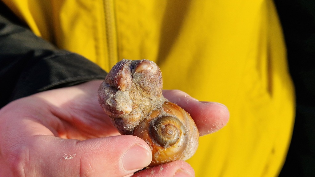 Common Atlantic Slippersnail from 9164 Buren, Niederlande on December ...