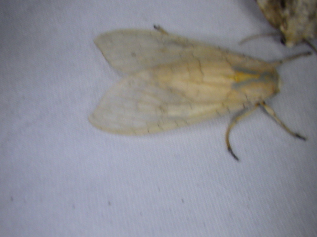 Banded Tussock Moth from Sunset, ME, USA on August 4, 2019 at 04:07 AM ...