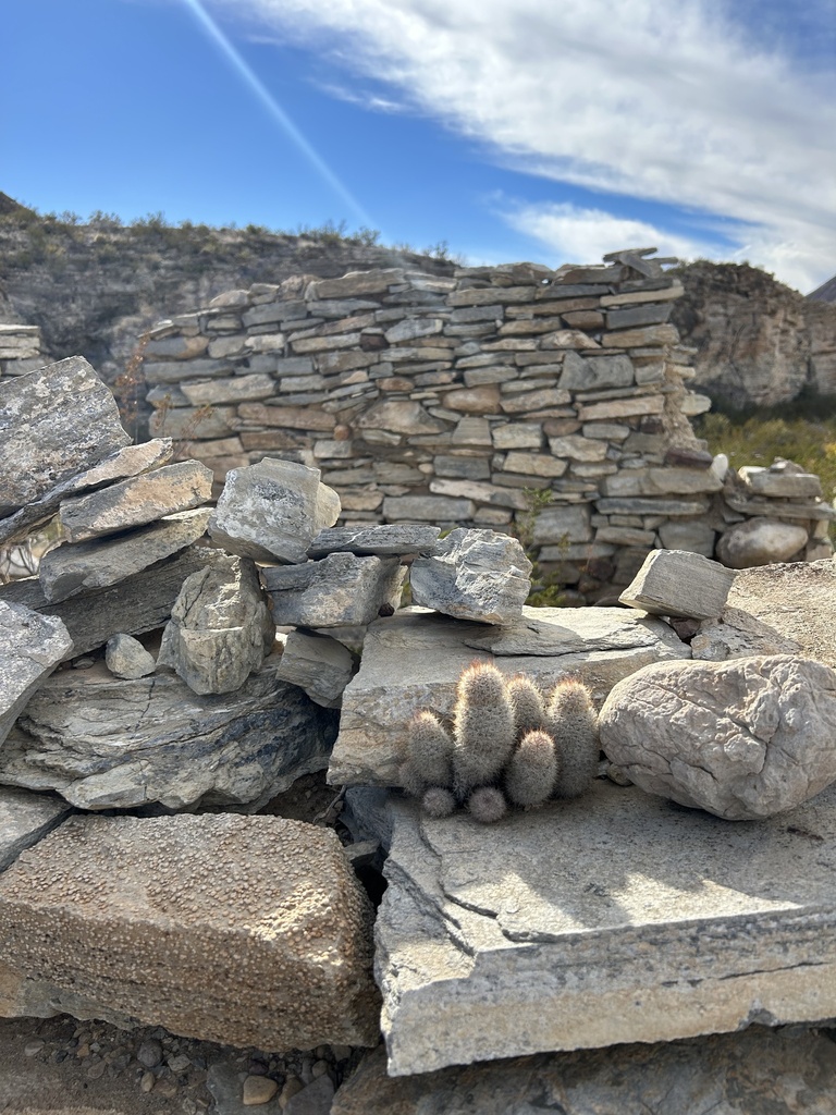 Biznaga de chilitos desde Big Bend Ranch State Park, Presidio, TX, US ...