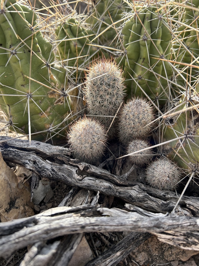 Rat-tail Nipple Cactus from Big Bend Ranch State Park, Presidio, TX, US ...