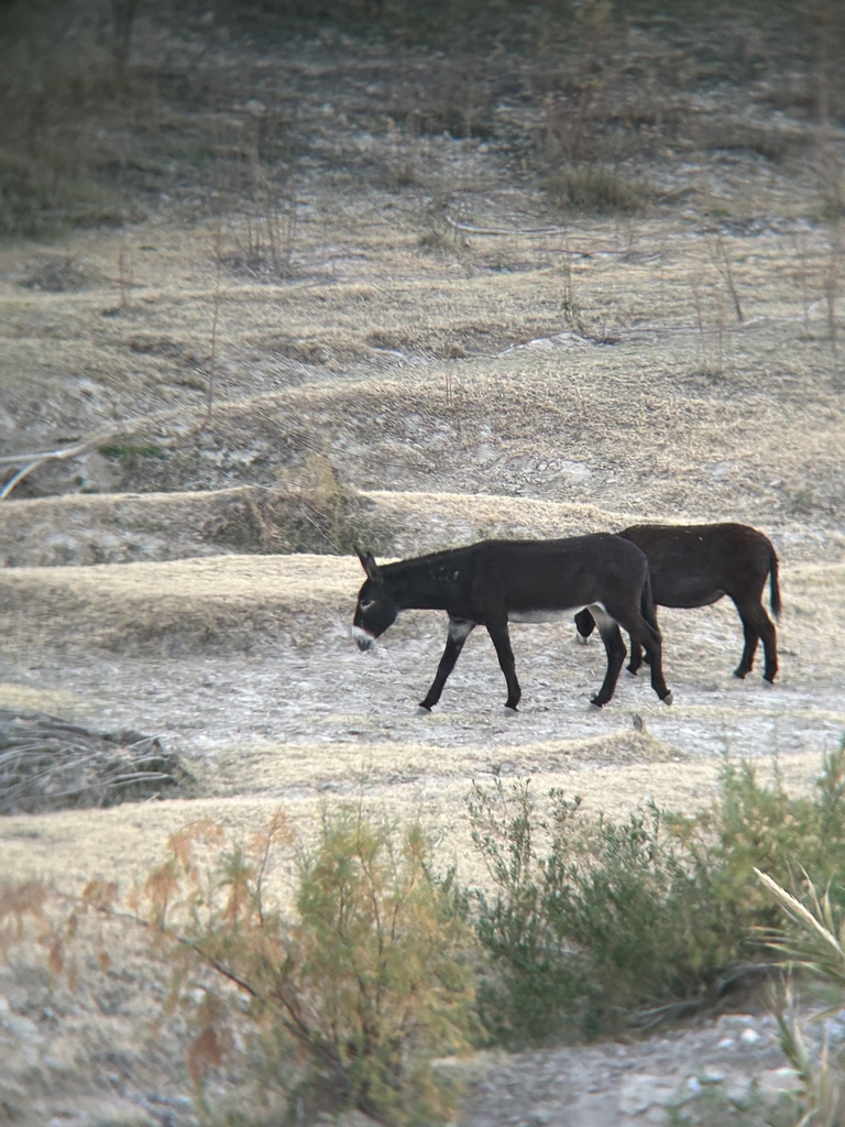 Donkey from Big Bend Ranch State Park, Presidio, TX, US on January 5 ...