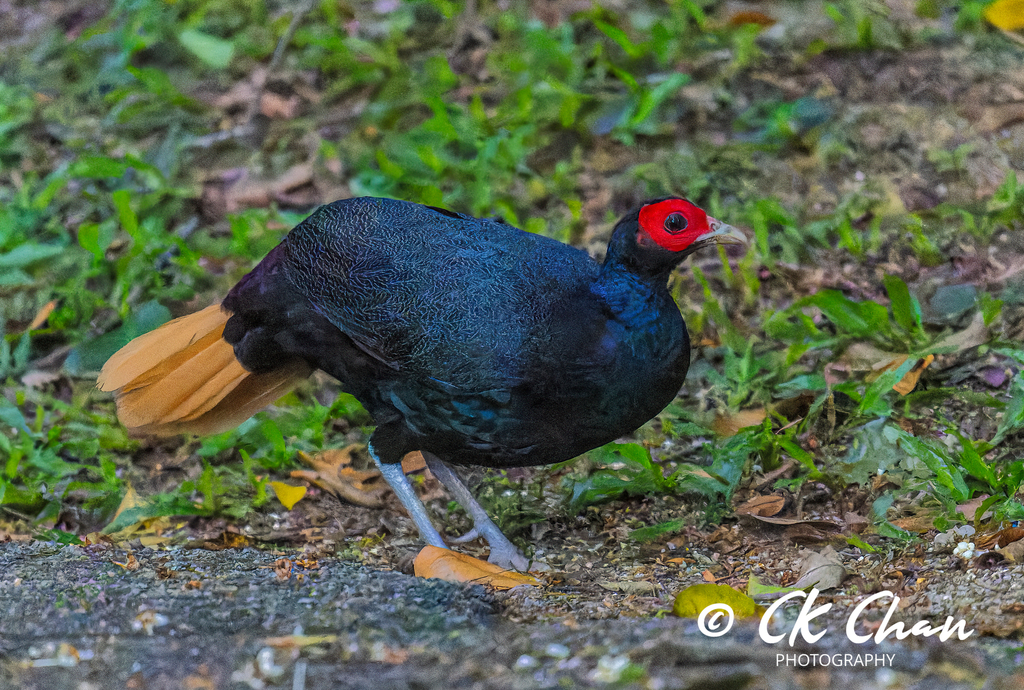 Malayan Crestless Fireback in December 2023 by Chan Chee Keong ...