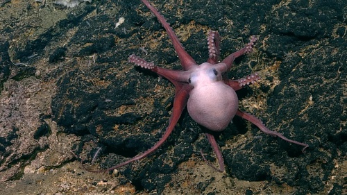 Muusoctopus yaquinae (NorthEast Pacific Deep Exploration Project (a ...