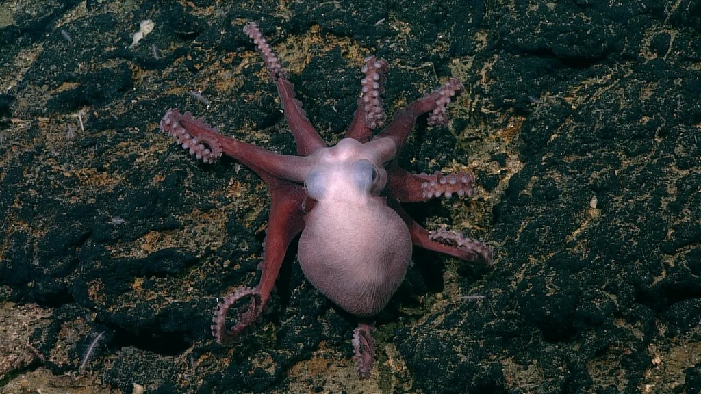 Muusoctopus yaquinae (NorthEast Pacific Deep Exploration Project (a ...