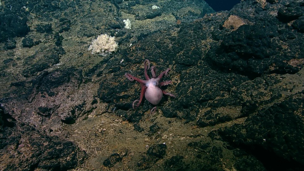 Muusoctopus yaquinae (NorthEast Pacific Deep Exploration Project (a ...