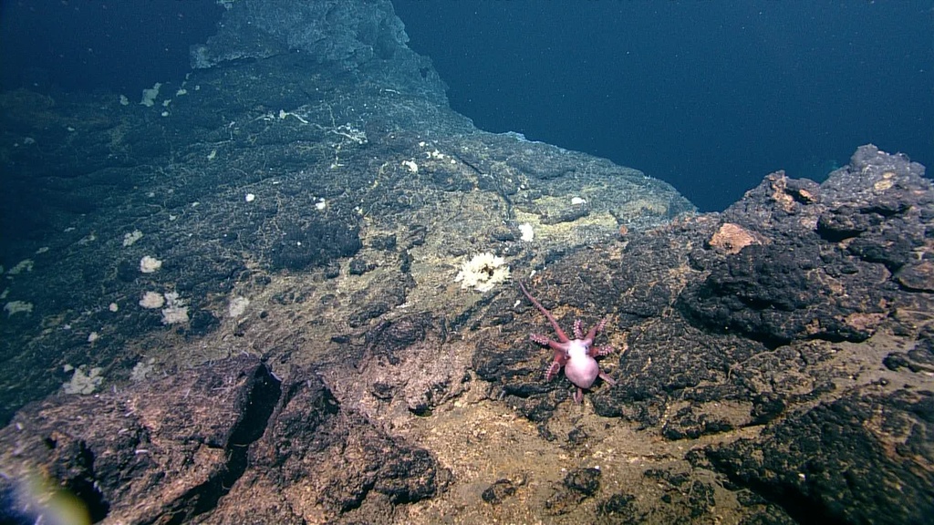 Muusoctopus yaquinae (NorthEast Pacific Deep Exploration Project (a ...