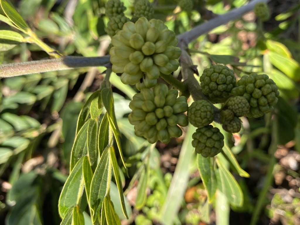 scarlet powder-puff from Schlitterbahn Waterpark, Galveston, TX, US on ...