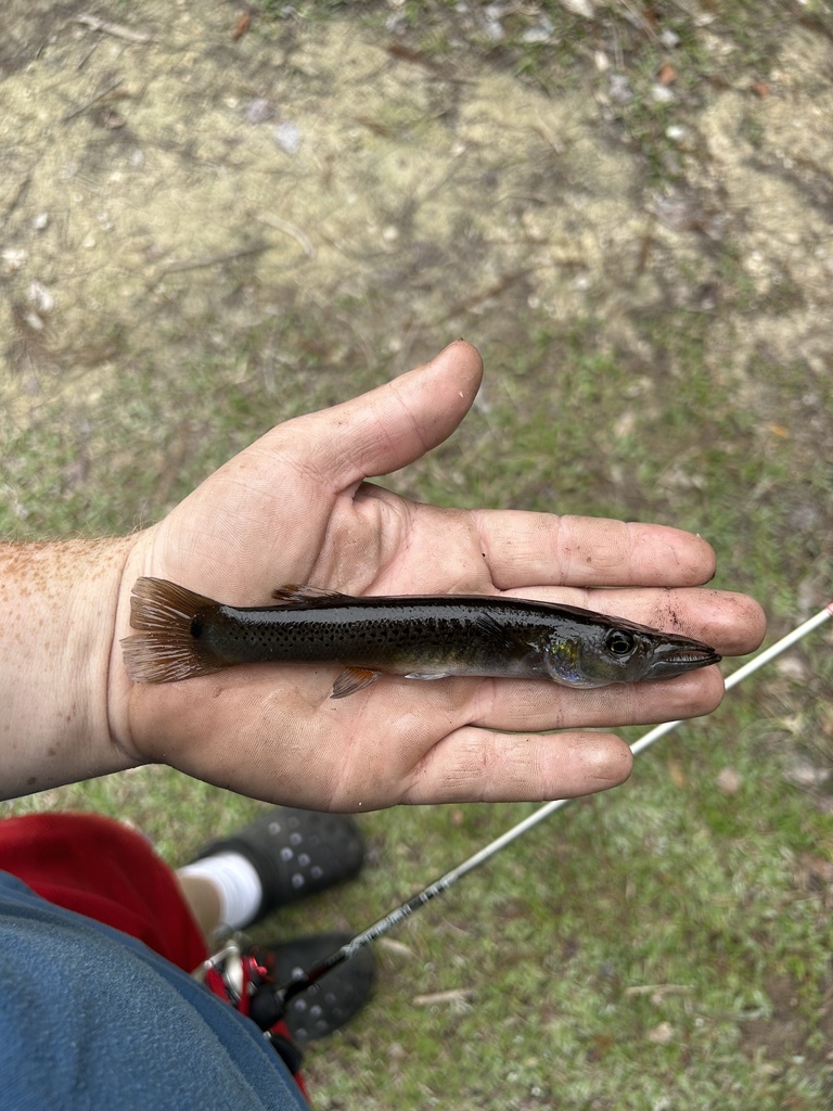 Pike Topminnow from Big Cypress National Preserve, FL, US on January 6 ...