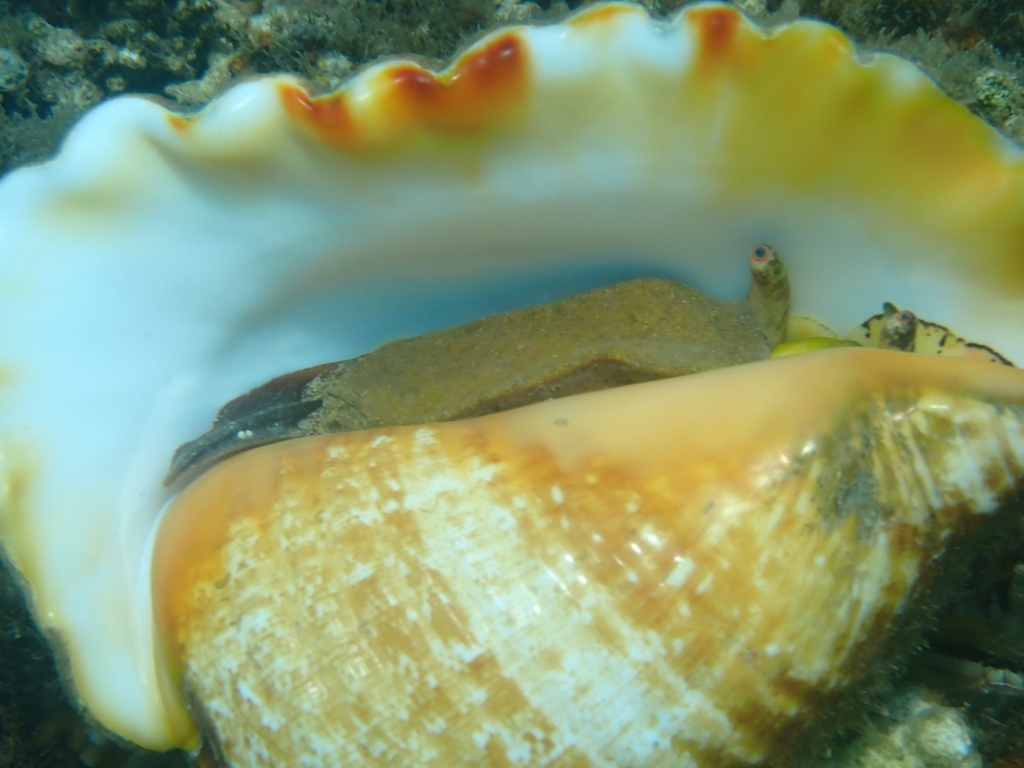 Eastern Pacific Giant Conch from Montijo, Provincia de Veraguas, Panamá ...