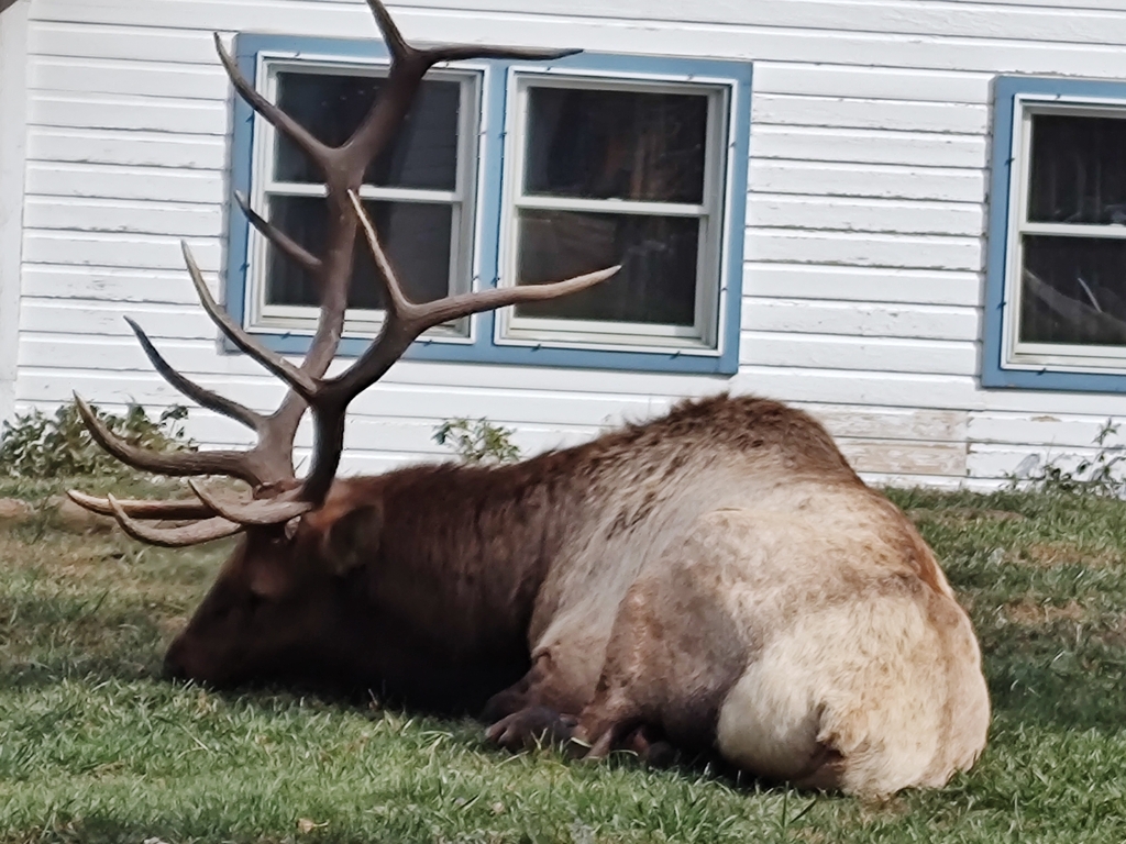 American Elk from Drake, CO 80515, USA on October 10, 2023 at 02:47 PM ...