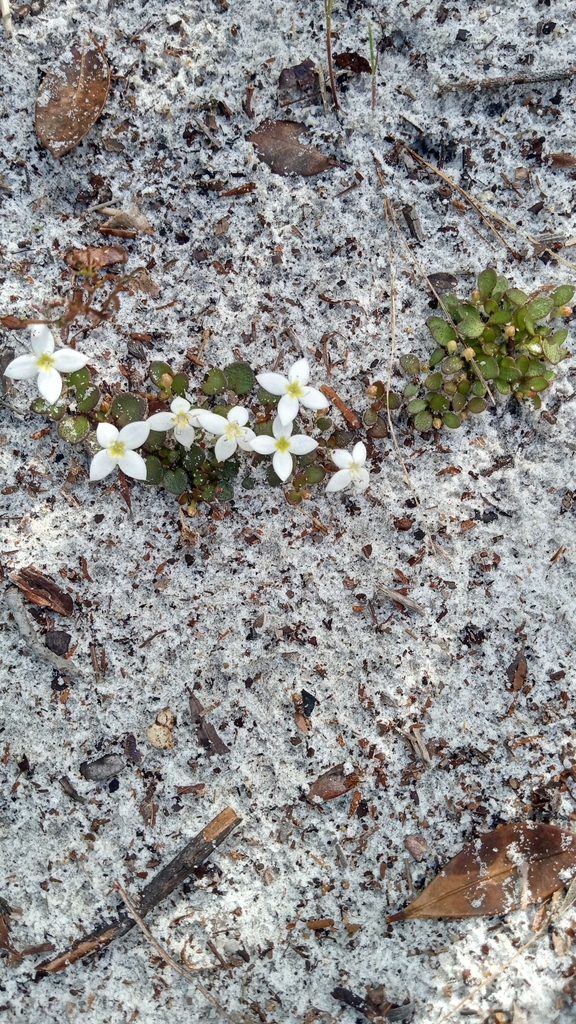 roundleaf bluet from Malabar, FL 32950, USA on December 30, 2023 at 01: ...