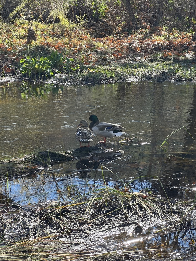 Mallard in January 2024 by maddiemcewen · iNaturalist