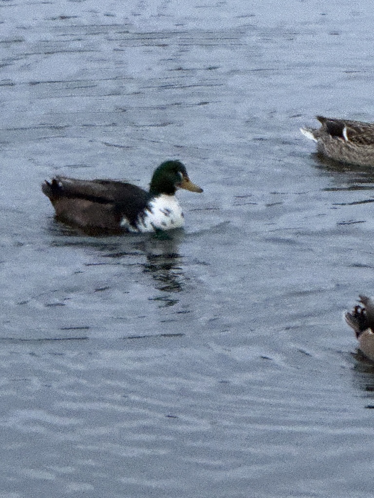 Domestic Mallard from N Country National Scenic Trail, Lowell, MI, US ...
