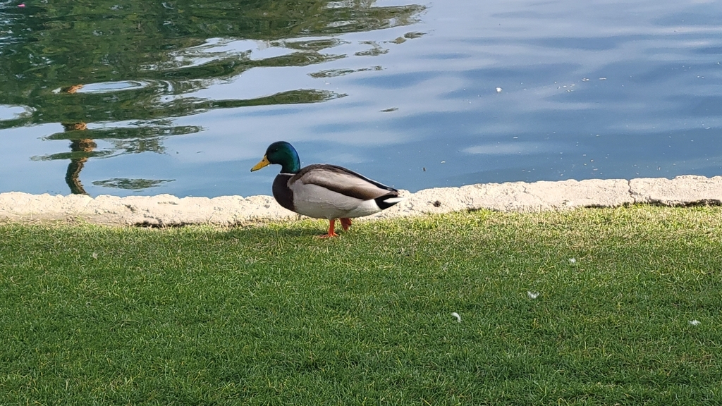 Mallard from PJJ9+8XR, Palm Desert, CA 92260, USA on January 6, 2024 at ...