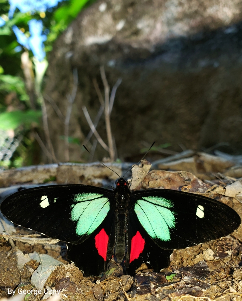 Green-celled Cattleheart from La Ceiba, Atlántida, Honduras on January ...
