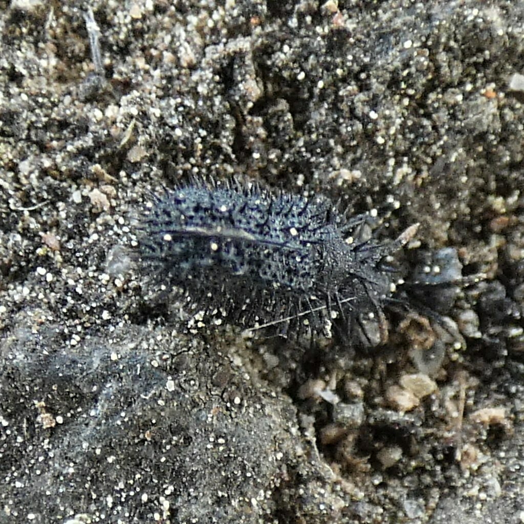 Hispa atra from Melgershausen, 34587 Felsberg, Deutschland on May 8, 2022 at 12:21 AM by Lothar ...