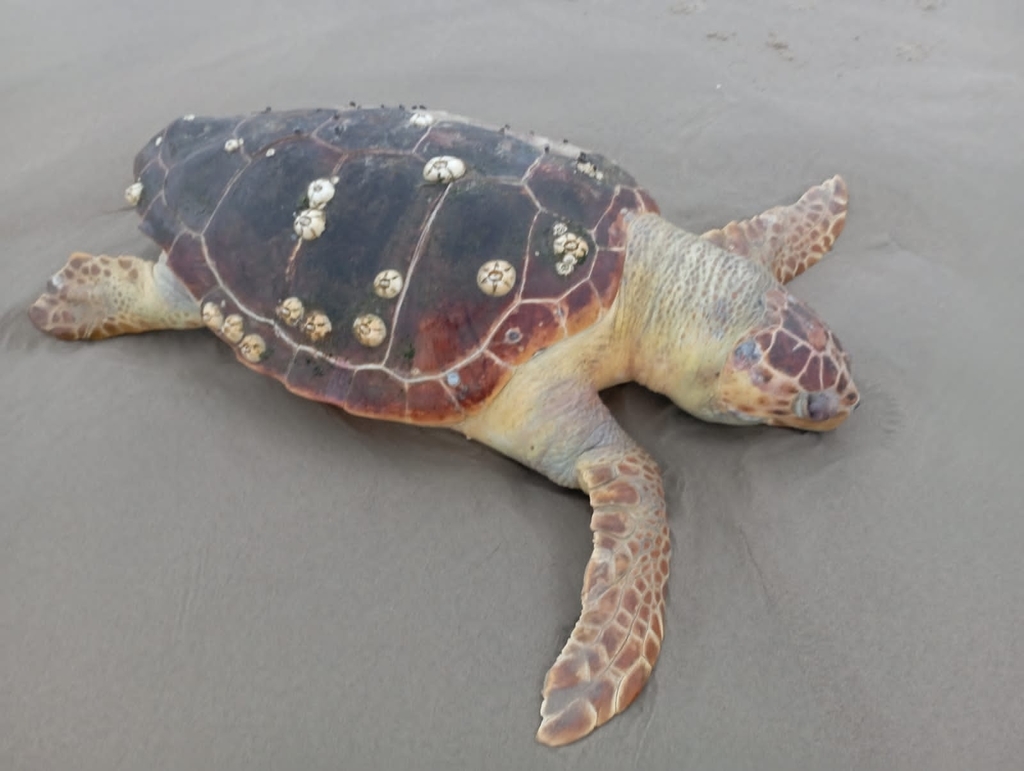 Loggerhead Sea Turtle in January 2024 by Tamily Roedel. Foto tirada por ...