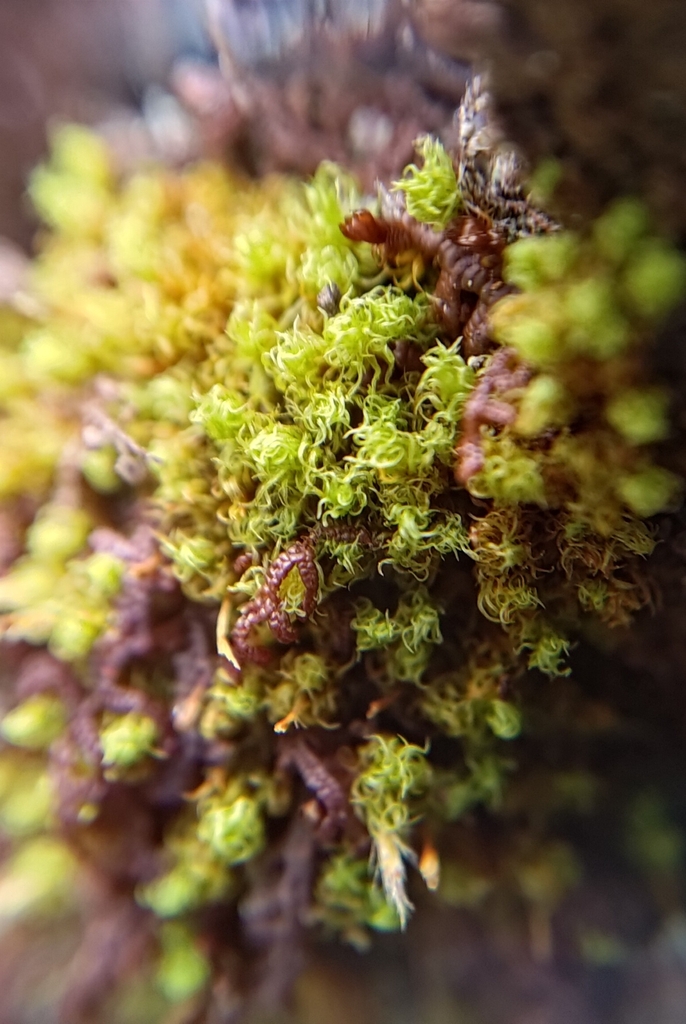 Twisted Moss from Chester, NS B0J 1J0, Canada on January 5, 2024 at 11: ...