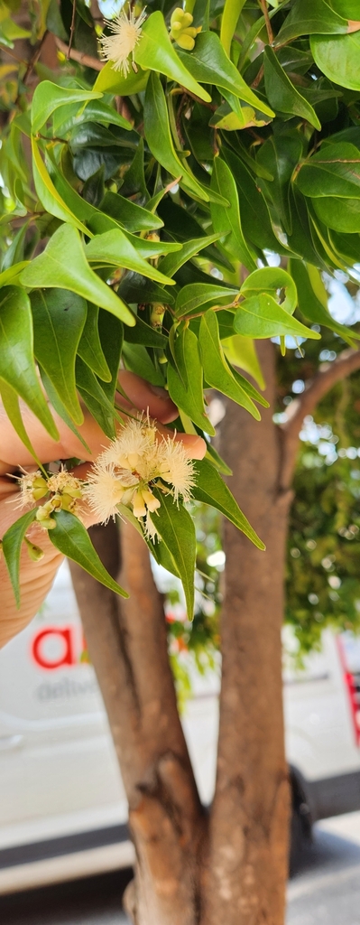 Waterberries from West End QLD 4101, Australia on October 26, 2023 at ...