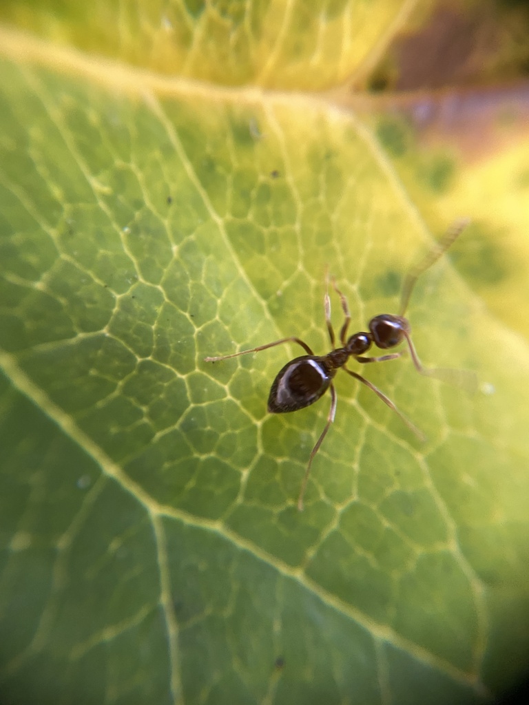 American Winter Ant from W Pedregosa St, Santa Barbara, CA, US on ...