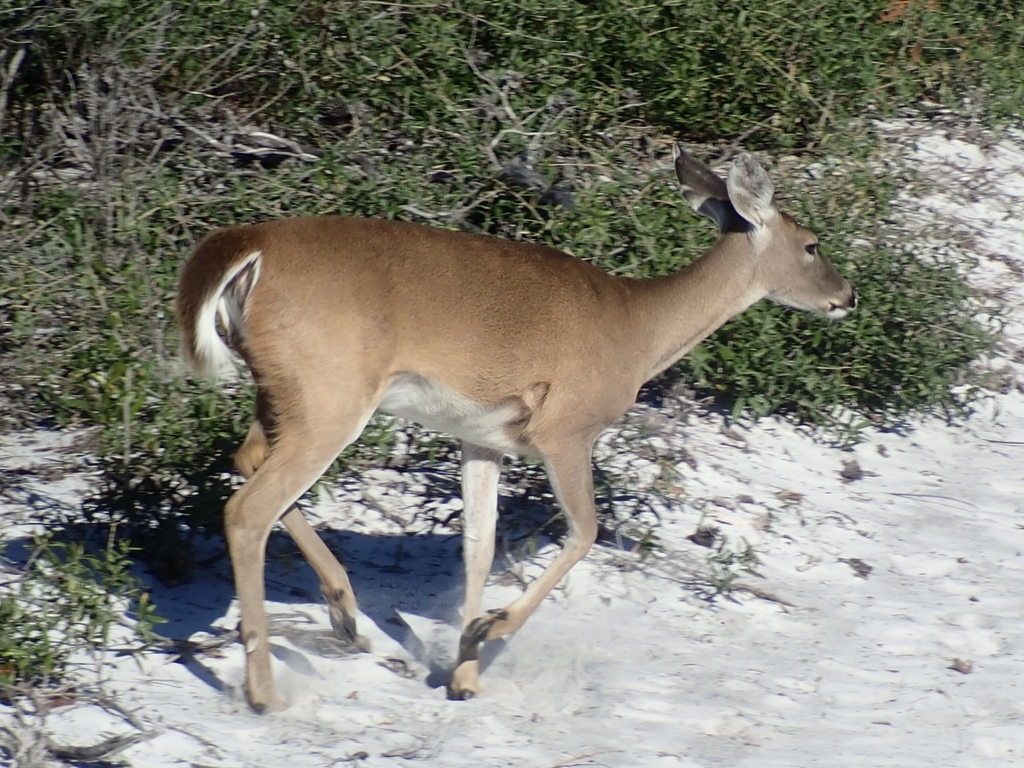 White-tailed Deer from Cape San Blas, FL 32456, USA on November 4, 2023 ...