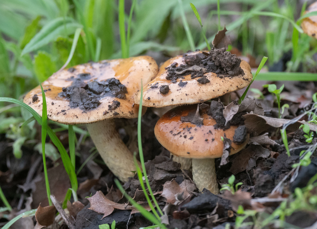Pholiota foedata from Los Angeles County, CA, USA on January 6, 2024 at ...