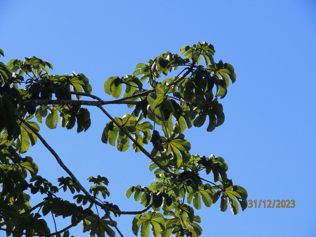trumpet tree from Tinum, Yucatán, México on December 31, 2023 at 01:30 ...