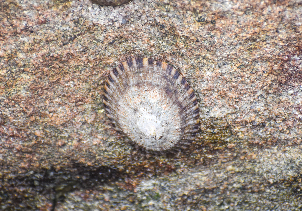 Variegated limpet from Sunshine Coast QLD, Australia on January 7, 2024 ...