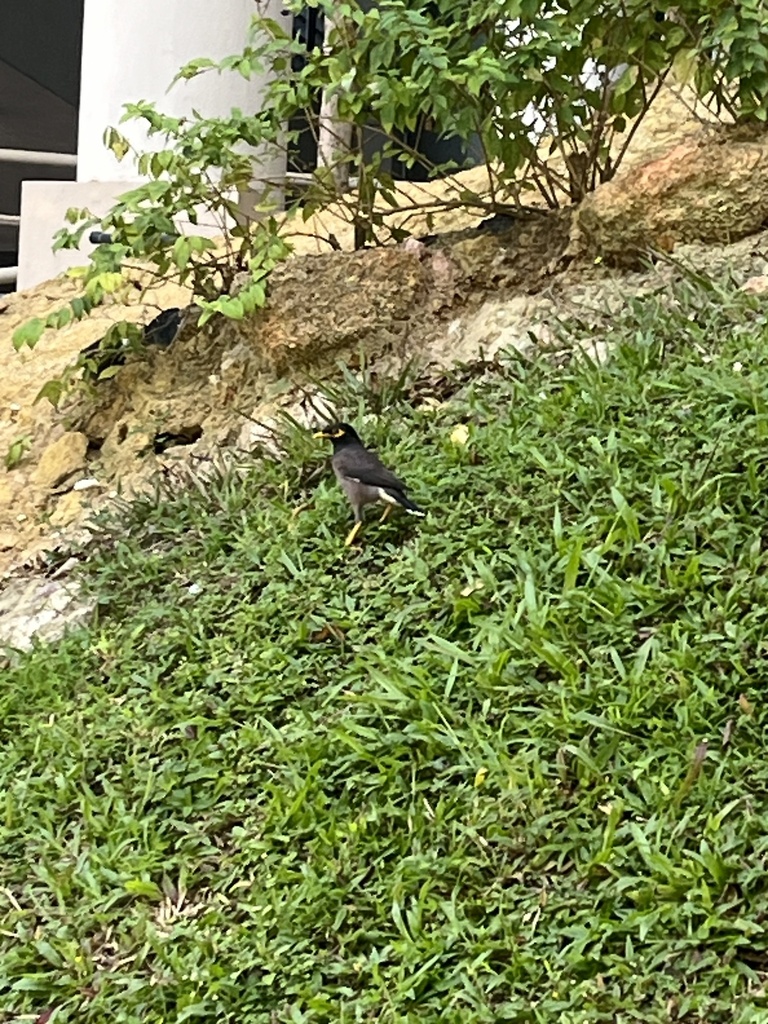 Common Myna from Universiti Sains Malaysia, Gelugor, Penang, MY on ...