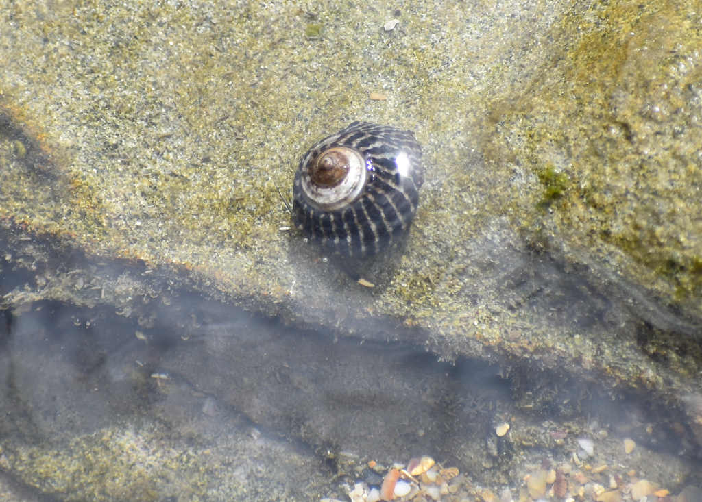 Zebra Top Snail from Sunshine Coast, QLD, Australia on January 7, 2024 ...