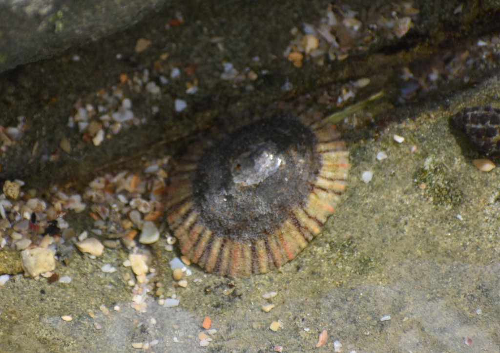 Variegated limpet from Sunshine Coast QLD, Australia on January 7, 2024 ...