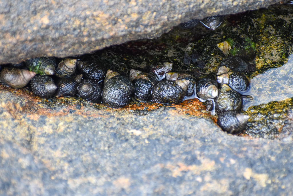 Tropical Periwinkle from Sunshine Coast, QLD, Australia on January 7 ...