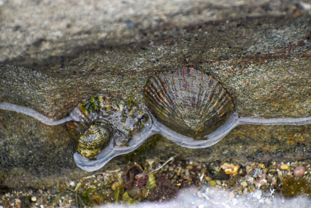 Variegated limpet from Sunshine Coast, QLD, Australia on January 7 ...