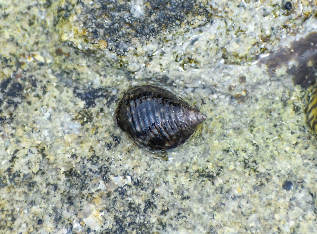 Tropical Periwinkle from Sunshine Coast, QLD, Australia on January 7 ...