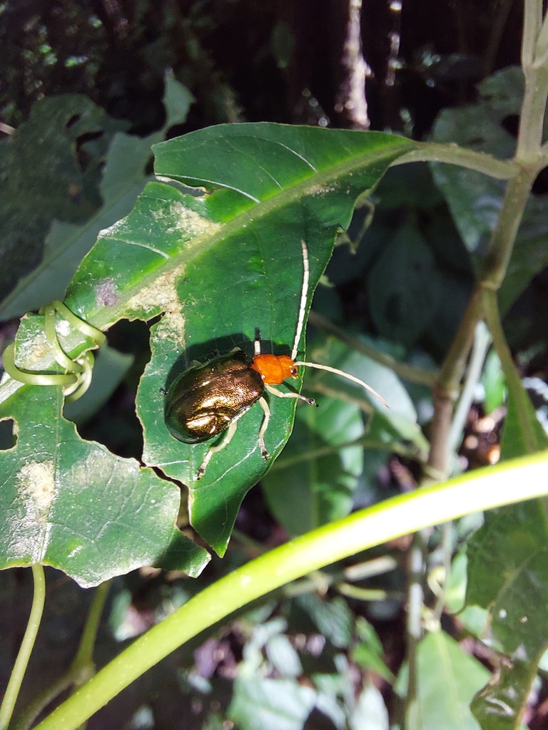 Leaf Beetles from San Jerónimo, San José, Moravia, Costa Rica on ...