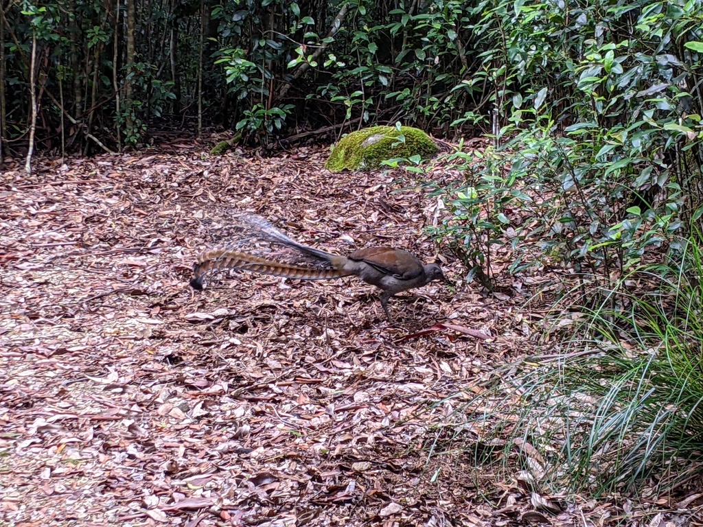 Superb Lyrebird from G8H8+4X, Gibraltar Range NSW 2370, Australia on ...