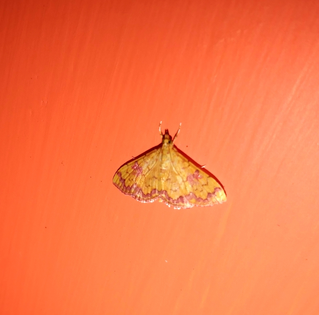 Isocentris filalis from Ajodhya, West Bengal, India on January 6, 2024 ...