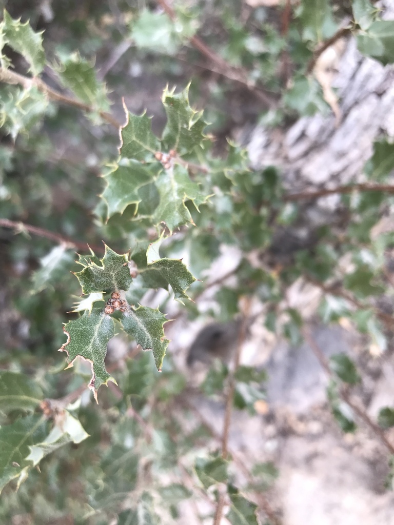Muller's oak from Joshua Tree National Park, Desert Hot Springs, CA, US ...