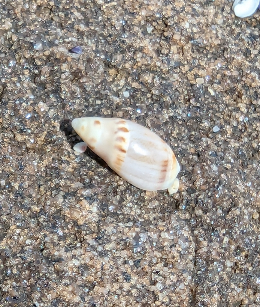 Amalda oblonga from Jibbon NSW, Australia on January 5, 2024 at 10:50 AM by J Fro · iNaturalist