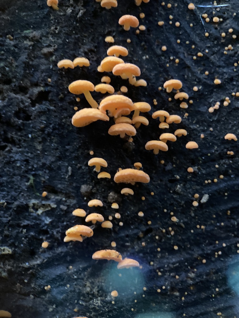 orange pore fungus from Lamington National Park, Natural Bridge, QLD ...